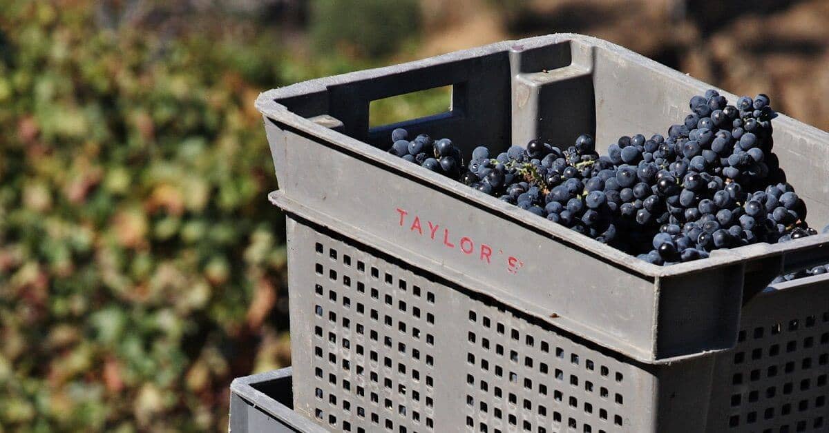 Como é Feito o Vinho do Porto? - Taylor's Port